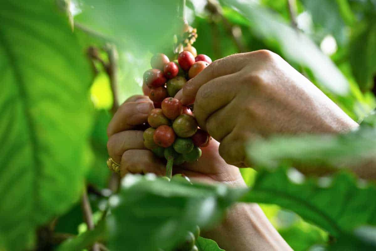 Robusta Coffee Beans: Your Guide to Flavor and Quality