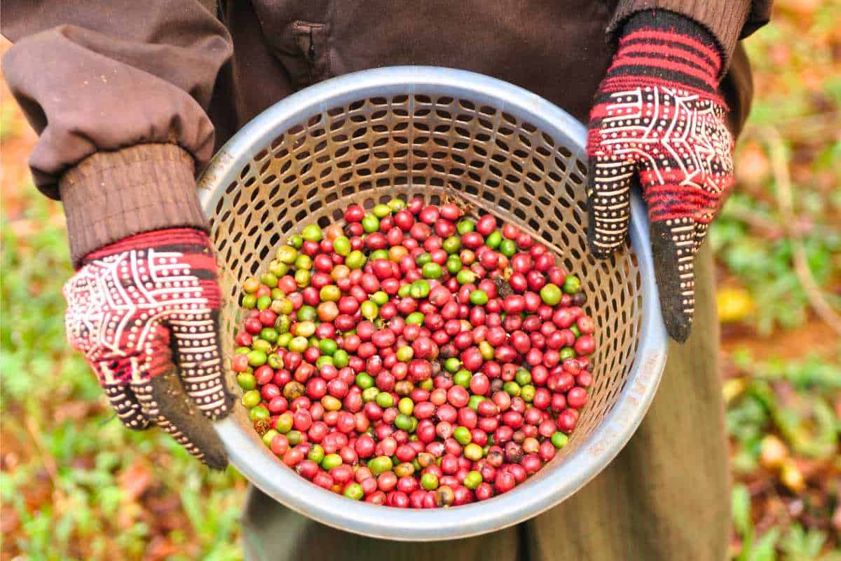 Robusta Coffee Beans: Your Guide to Flavor and Quality