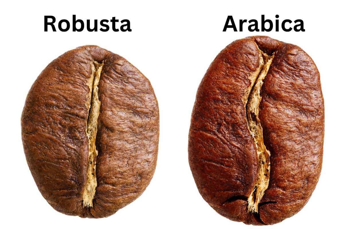 Robusta Coffee Beans: Your Guide to Flavor and Quality